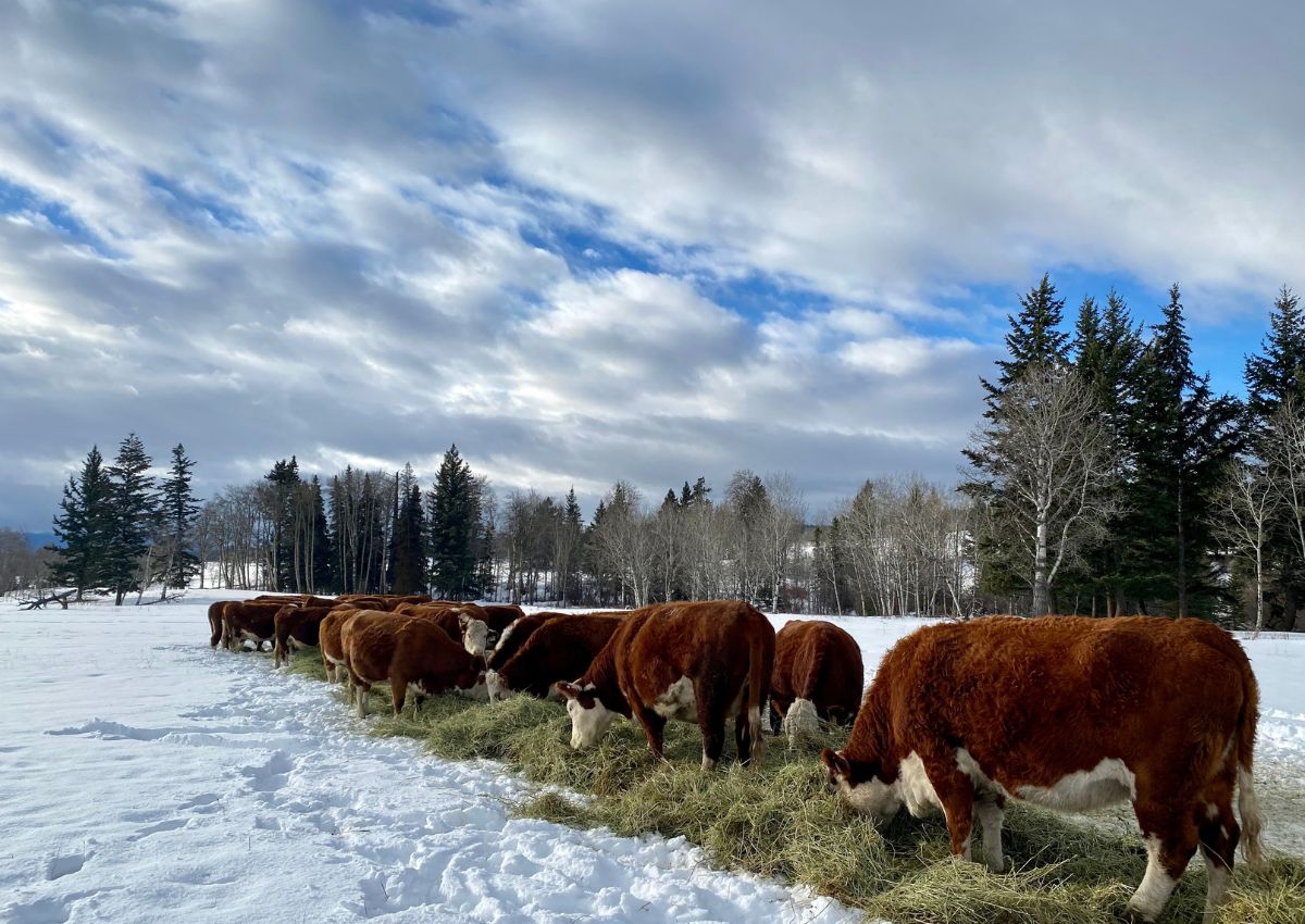Six Daily Tasks During Winter - Ogilvie Stock Ranch