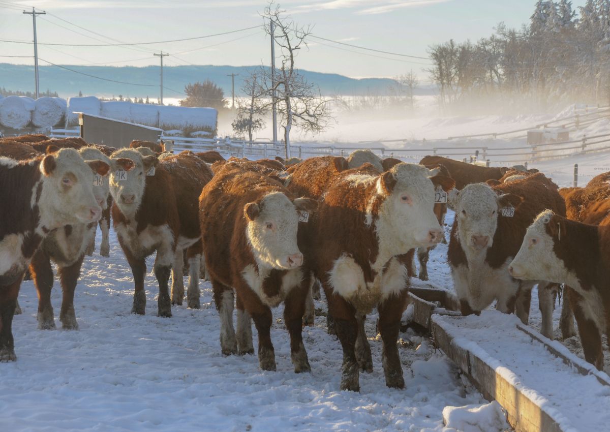 Ranch Life in January - Ogilvie Stock Ranch