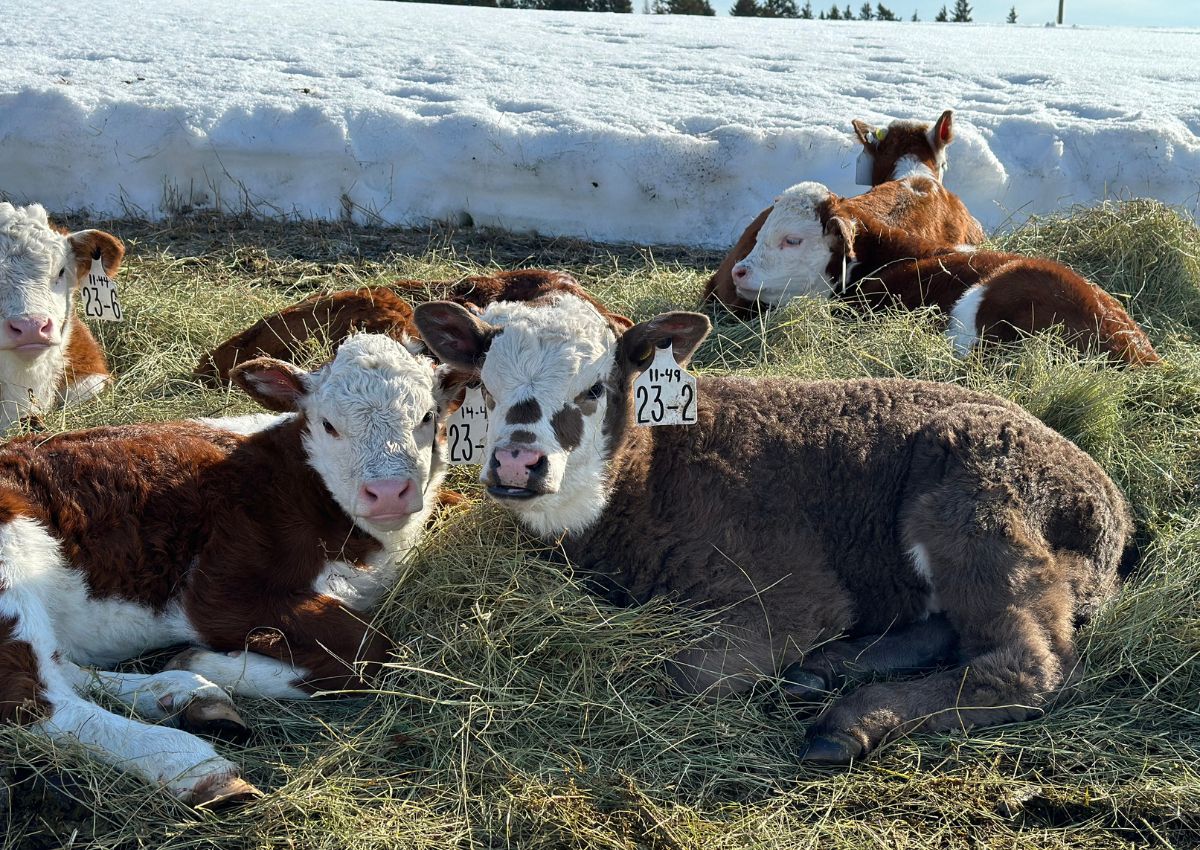 Calving and Lambing Update - Day 15 to 21 - Ogilvie Stock Ranch