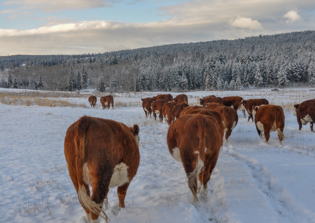 The First Snowfall: Embracing Winter's Arrival - Ogilvie Stock Ranch