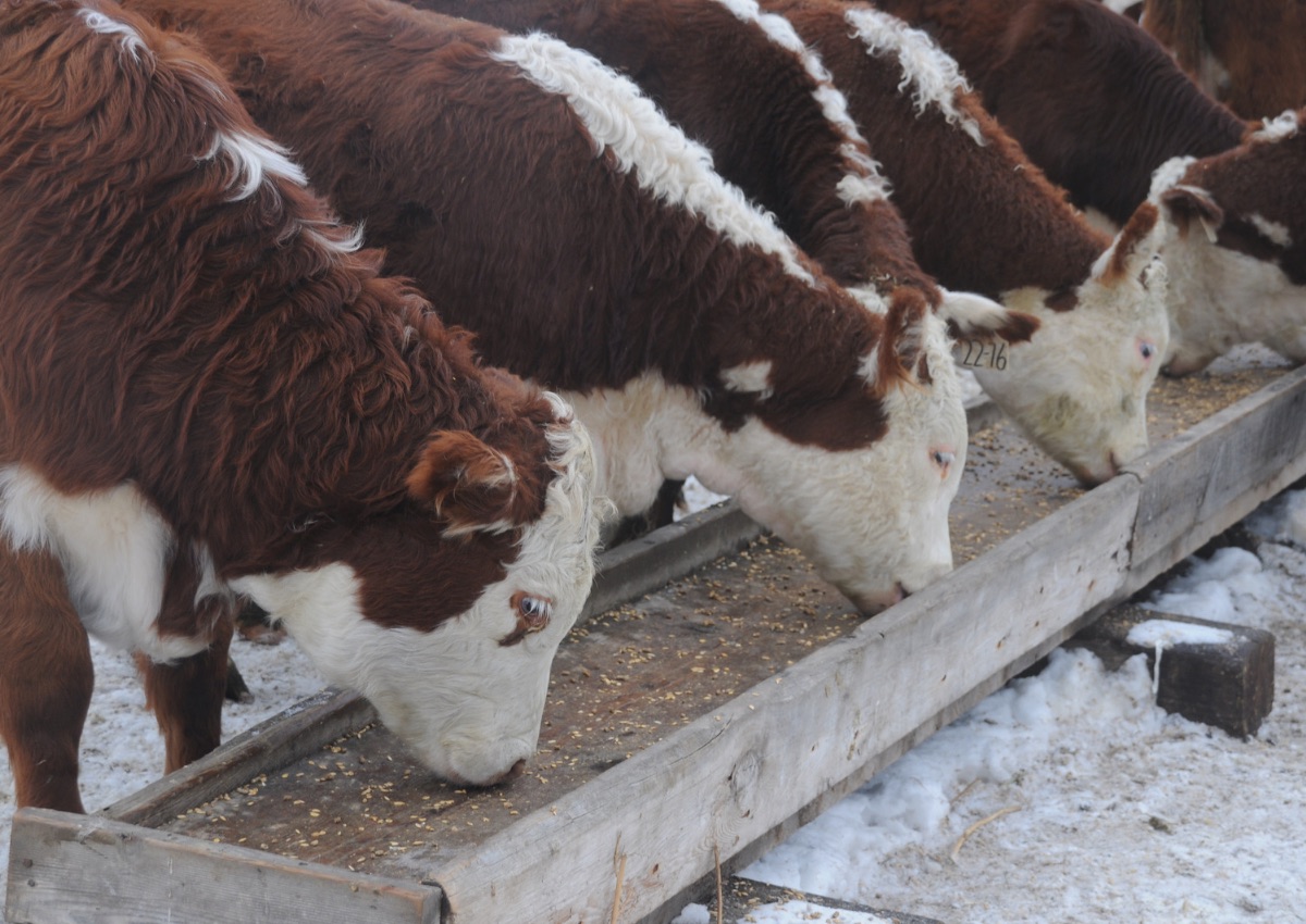 Looking Ahead at 2024 - Ogilvie Stock Ranch