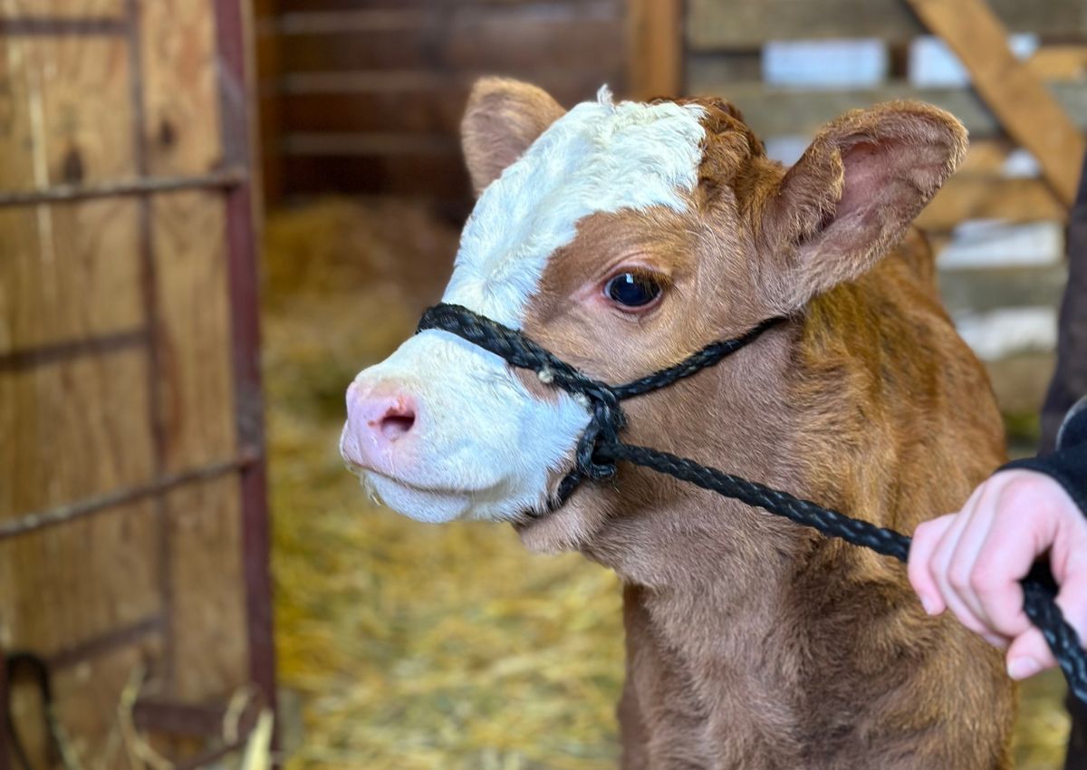 Calving Season 2024 - Week 1 - Ogilvie Stock Ranch