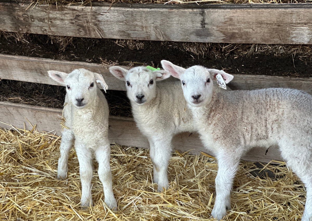 Calving Season - Week 2 and 3 - Ogilvie Stock Ranch