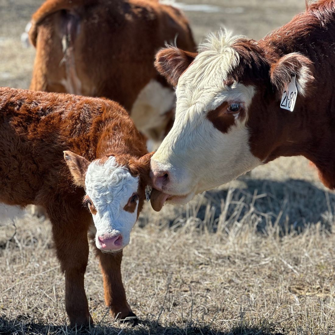 Ready, Set, Calve: Preparing for Calving Season - Ogilvie Stock Ranch
