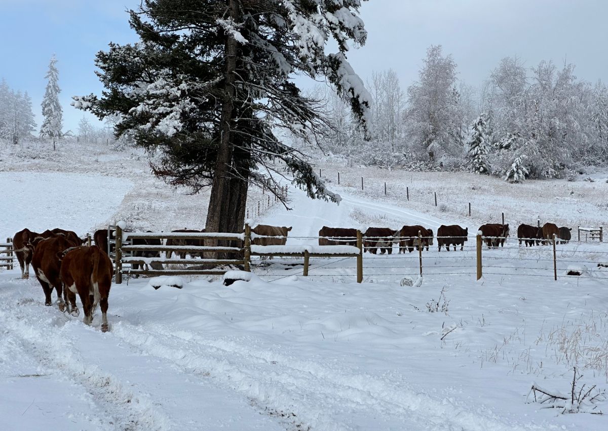A Look Ahead to 2026 - Ogilvie Stock Ranch